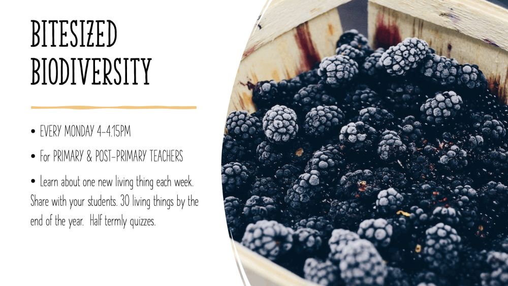 Bitesize Biodiversity-Primary